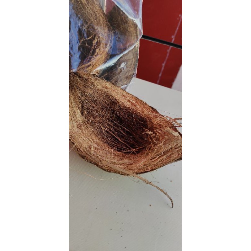 Coco Husk 3pcs Orchids and Plants | Shopee Philippines