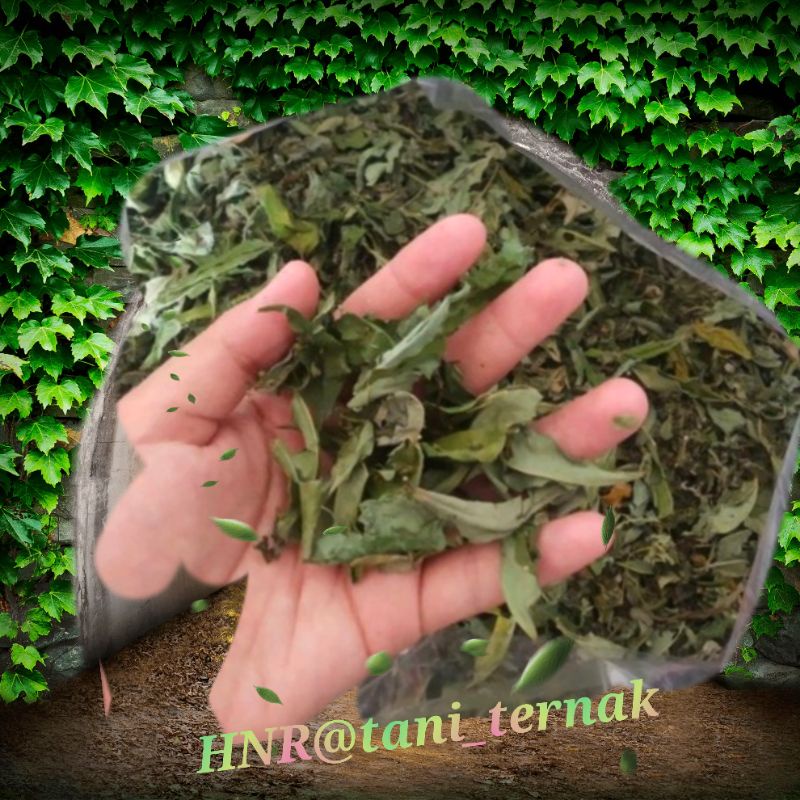 Hay animal feed, Hai indigofera, feed for rabbits, goats and cows 100gr ...