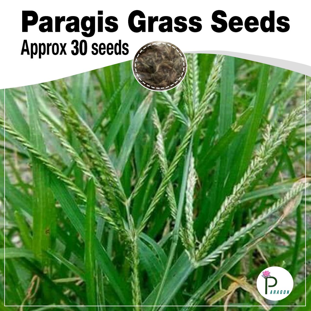 Paragis Grass Seeds ( Approx 30 seeds ) | Shopee Philippines