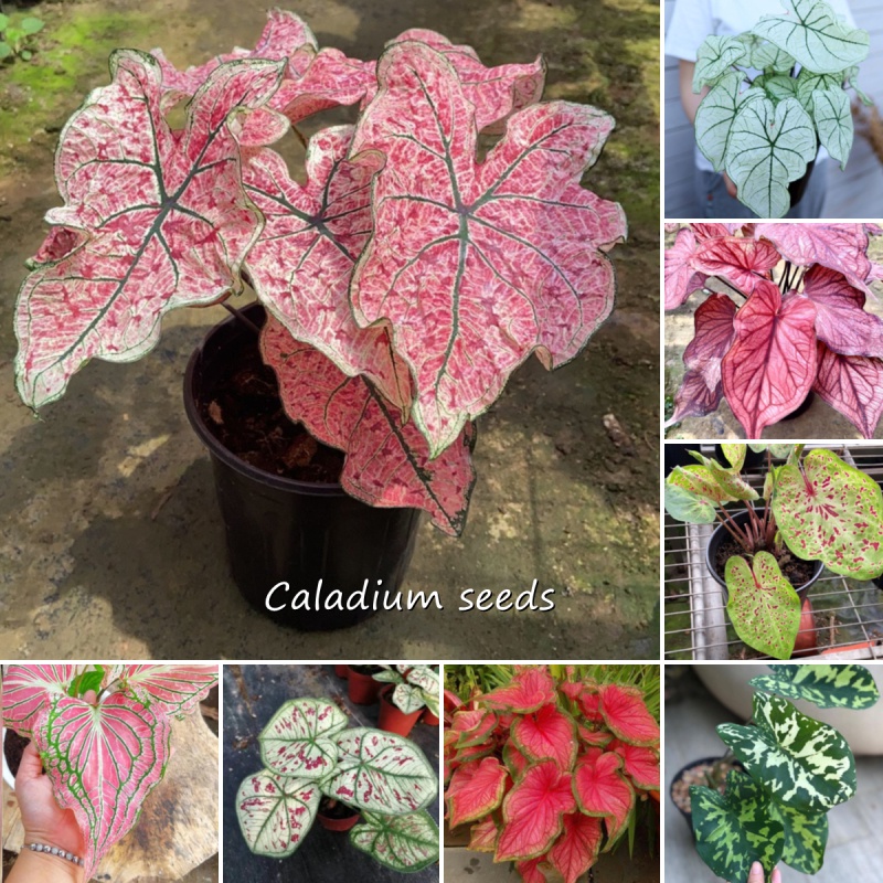 Color Mixing Caladium Seeds (100 Seeds) Mayana Varieties Plants Flowers ...