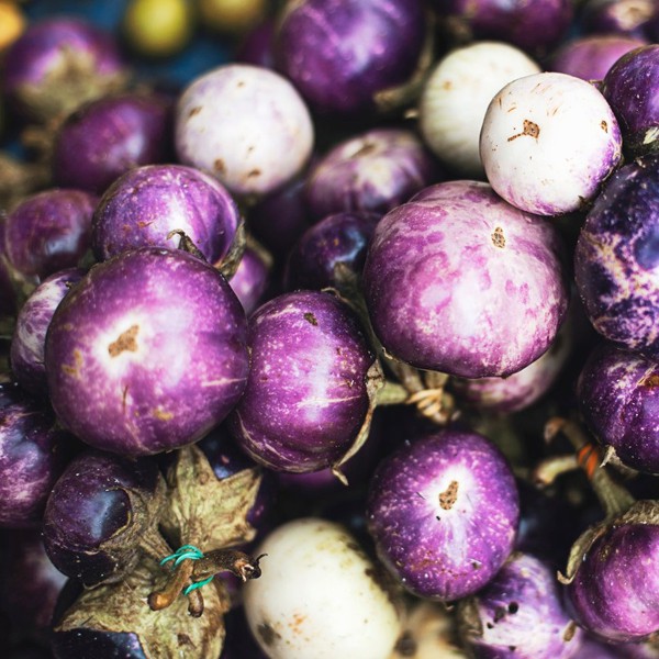 Eggplant Seeds - Thai Green to Purple Eggplant Seeds Thai Eggplant ...
