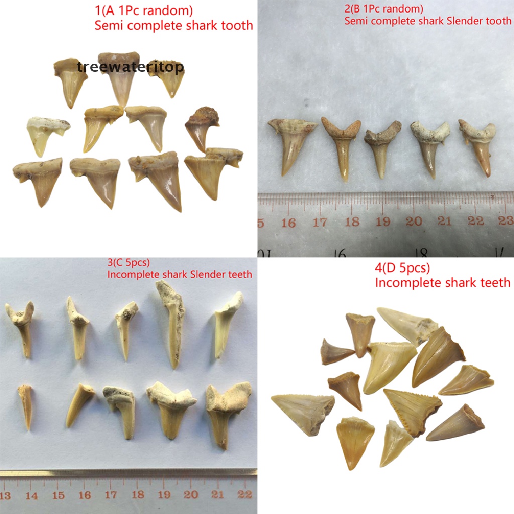 hot Natural Animal Tooth Shark Tooth Mineral Specimen Gifts Decorative ...