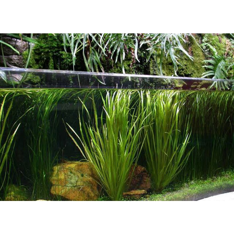 Blyxa Aubertii rare aquascape plants / non Co2 capable (10 bulbs ...