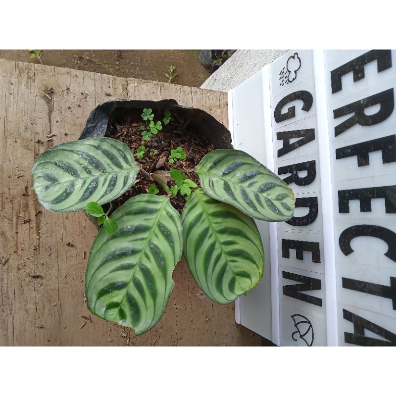 Available live plants Calathea Fishbone seed ling bag included | Shopee ...