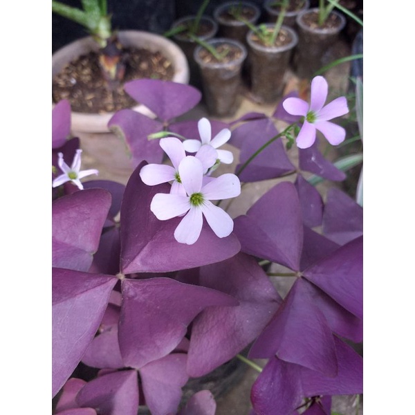 Oxalis Triangularis / Butterfly Plant / Purple Shamrock | Shopee ...