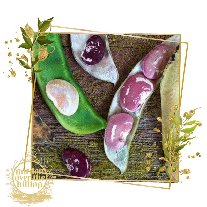 multicolored colorful lima beans patani rare multiple variety seeds ...