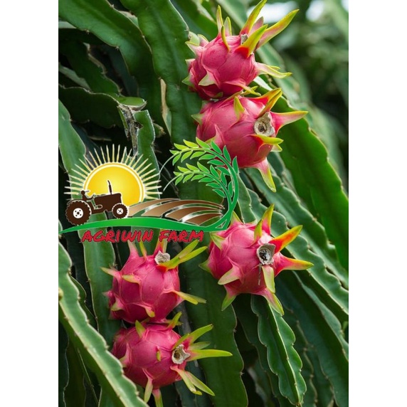 Dragon fruit seedlings/dragon fruit with roots(red moroccan variety ...