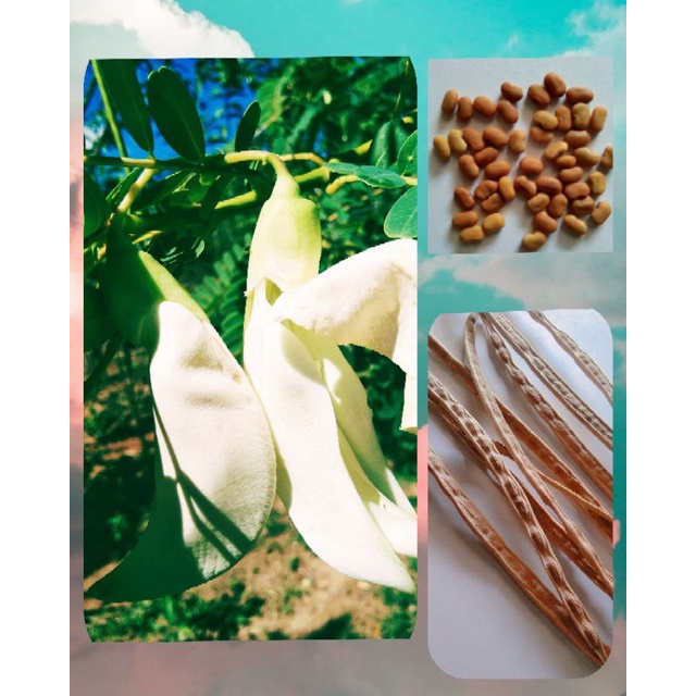 Katuray / Katuday (10 seeds) White | Shopee Philippines