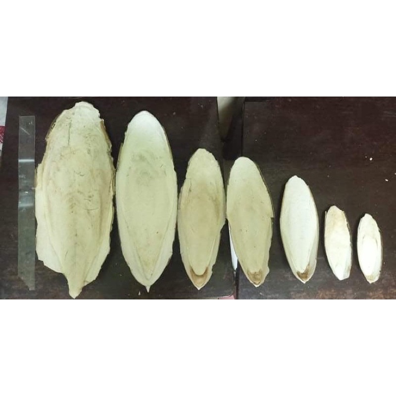 CUTTLE BONE FOR BIRDS COD W/ FREEBIE | Shopee Philippines