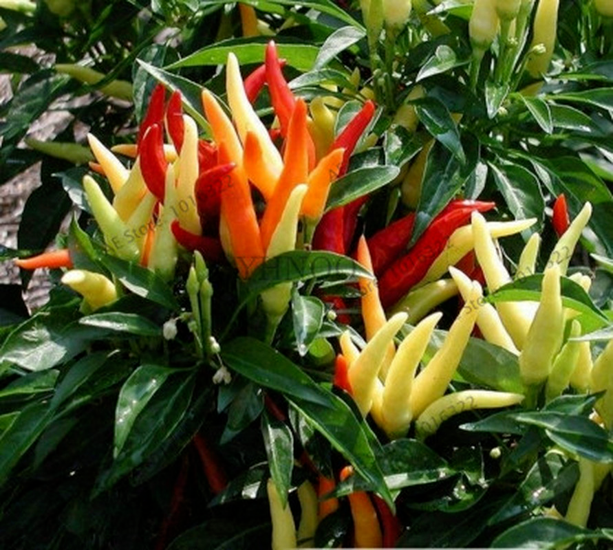 100pcs Spicy Red Hot Chili Pepper Seeds Vegetable Seeds | Shopee ...