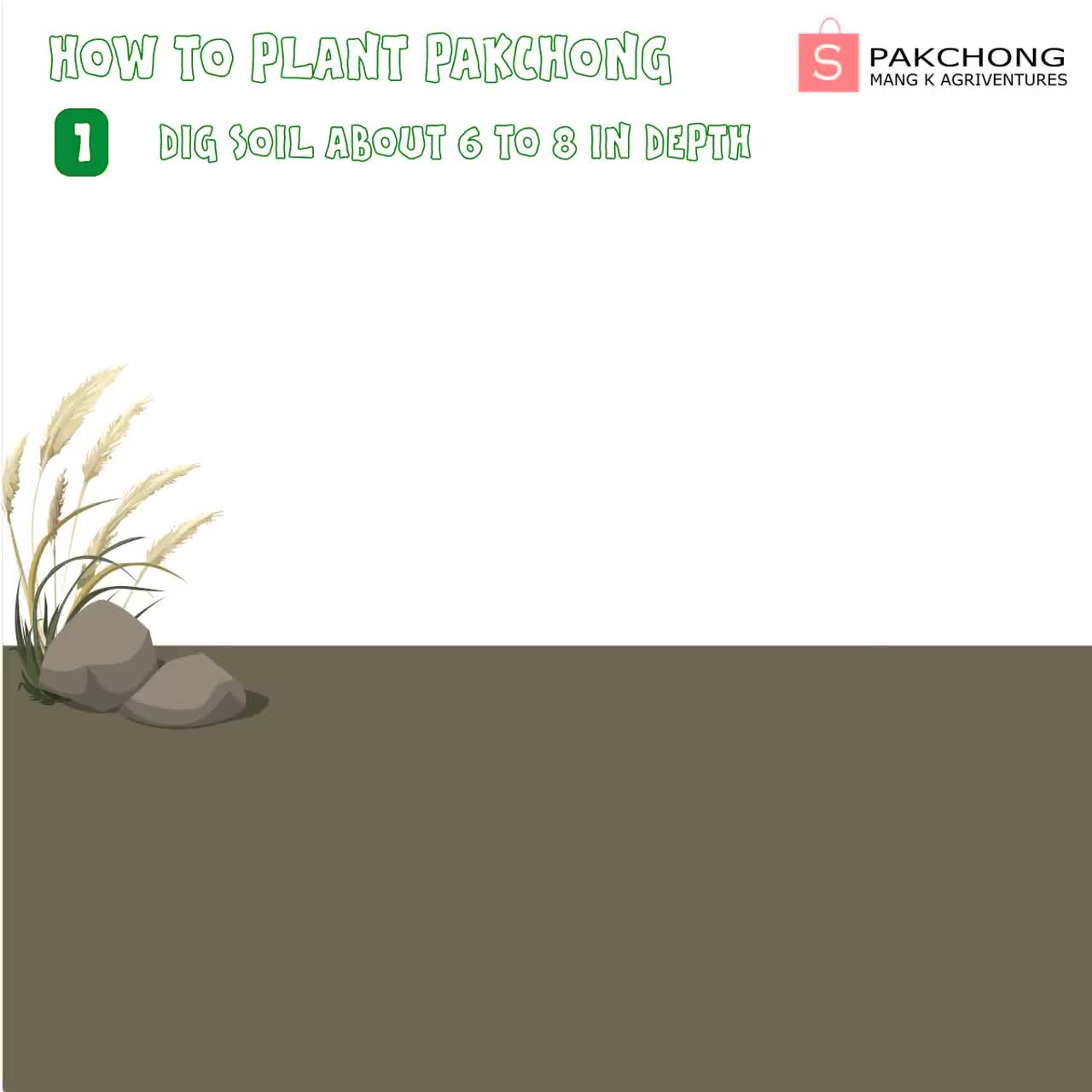 SUPER Napier Grass PAKCHONG for Ruminants KAMBING BAKA at TUPA | Shopee ...