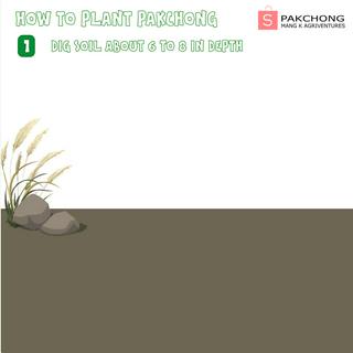SUPER Napier Grass PAKCHONG for Ruminants KAMBING BAKA at TUPA | Shopee ...