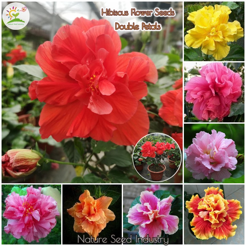 Double Petals Hibiscus Flower Seeds for Planting 100 seedspack, Mix Color, In - Hibiscus Live ...