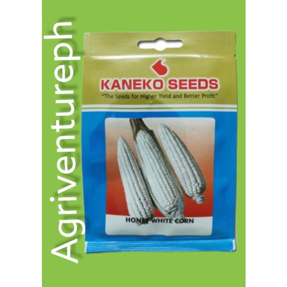 HONEY WHITE CORN LAGKITAN CORN 51 SEEDS (KANEKO SEEDS) | Shopee Philippines