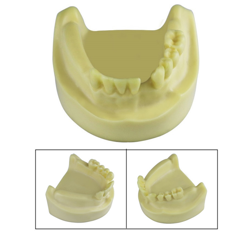 For Training Examation Studying Education Teaching Demo Lower Jaw ...