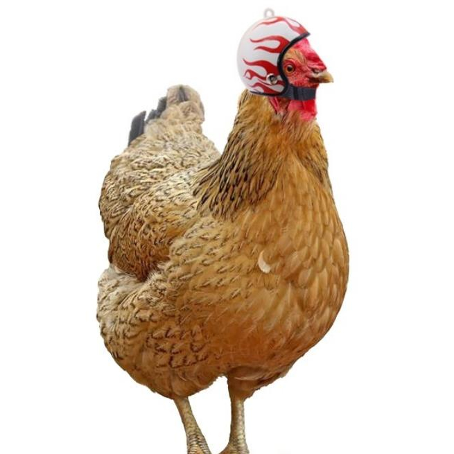New helmets, chicken pet products, funny safety helmets, chicken hats ...
