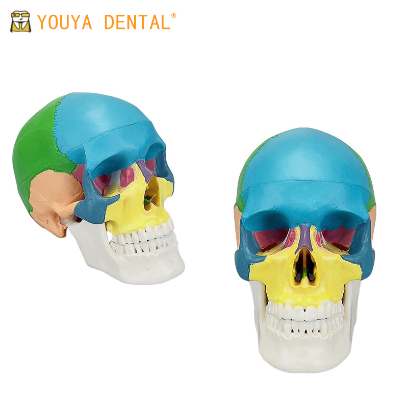 Human Colored Skull Model Life Size 3-Part Anatomical Model with ...
