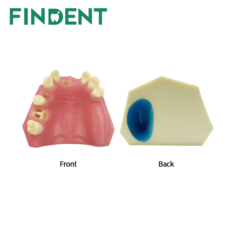 Dental Implant Training Practice Maxillary Model with Sinus, Basic ...