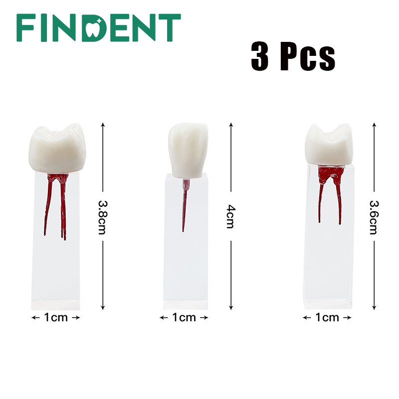 3PCS/Set Dental Model Endodontic Root Canal Block Practice Pulp Cavity ...