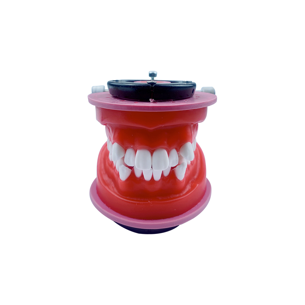 Dental Practice Teeth Model With Ortho Metal Brackets Orthodontic Model ...