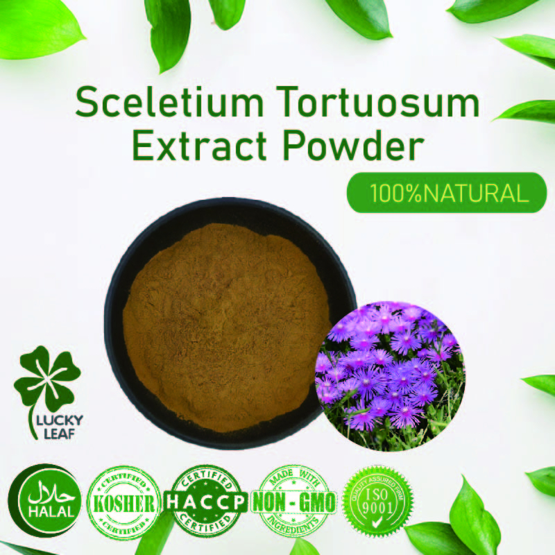 【100g-200g】Sceletium Tortuosum Extract Powder/Kanna/Soothe The Mood ...