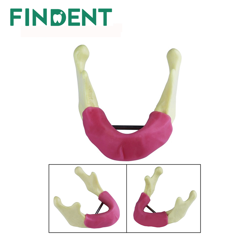 Mandible Practice Teeth Model For Dental Students Studying Examation ...