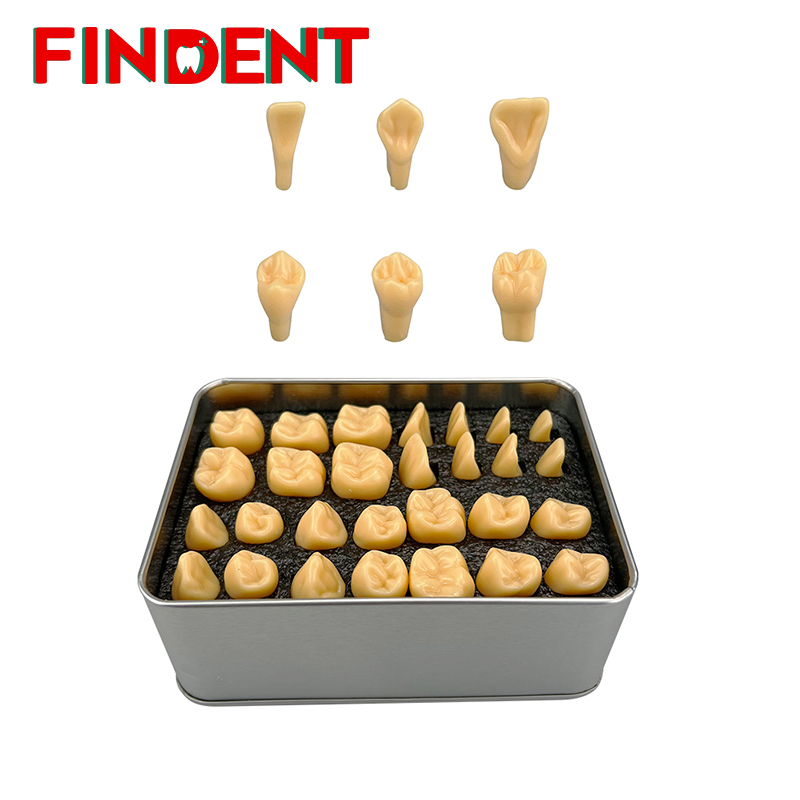 2 Times Carved Model Teeth Teaching Model Comparison Carving Tooth ...