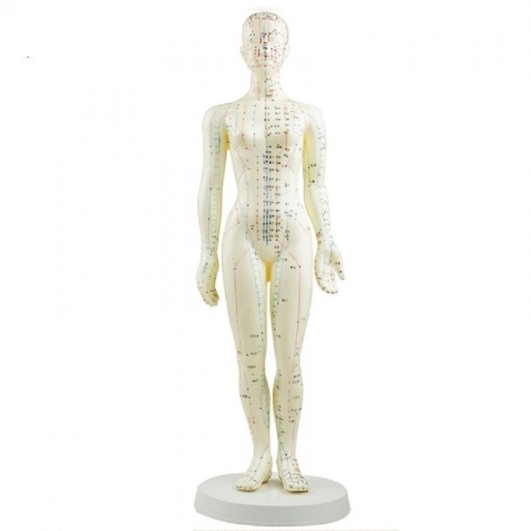 Acupuncture Model 50cm Female Human acupuncture meridians model ...