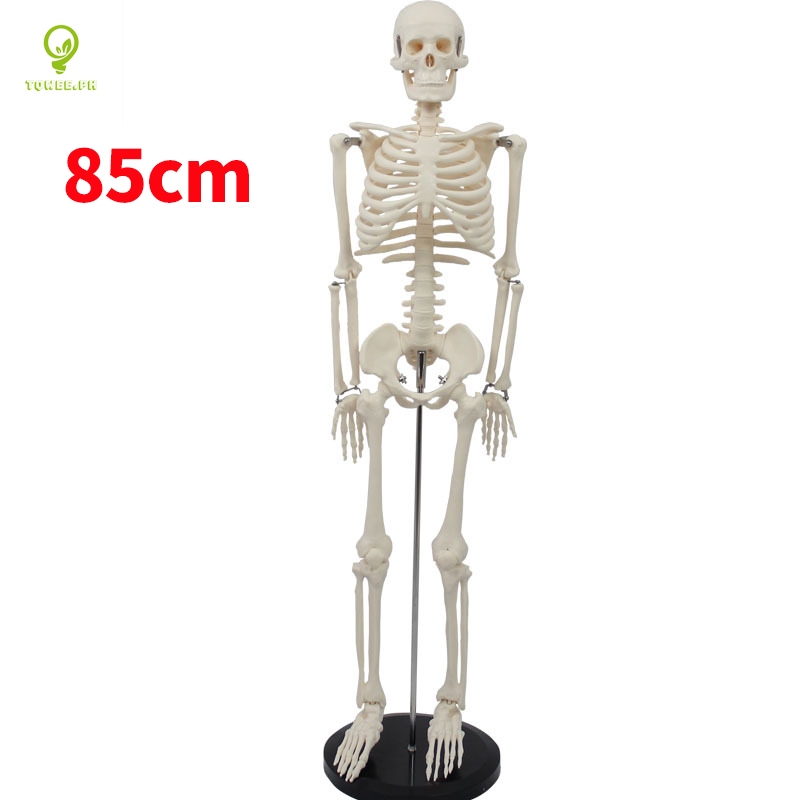 ZC 180CM Human Skeleton Model Life Size Clear Bone Texture Include ...