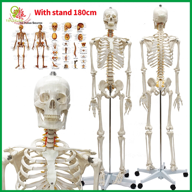 ZC 180CM Human Skeleton Model Life Size Clear Bone Texture Include ...