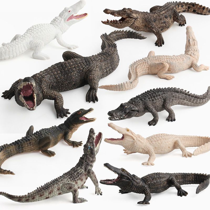 Children cognitive solid simulation wild amphibian Nile crocodile ...