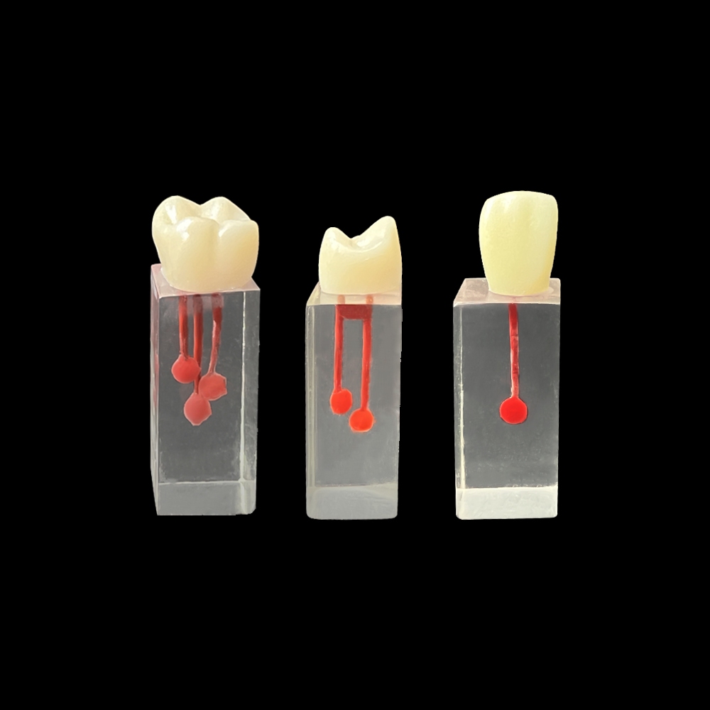 3pcs Dental Root Canal Training Block Tooth Endodontics Pulp Cavity ...