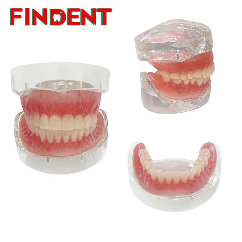 Dental Teaching Model Implant Teeth Model Removable Upper Lower Jaw ...