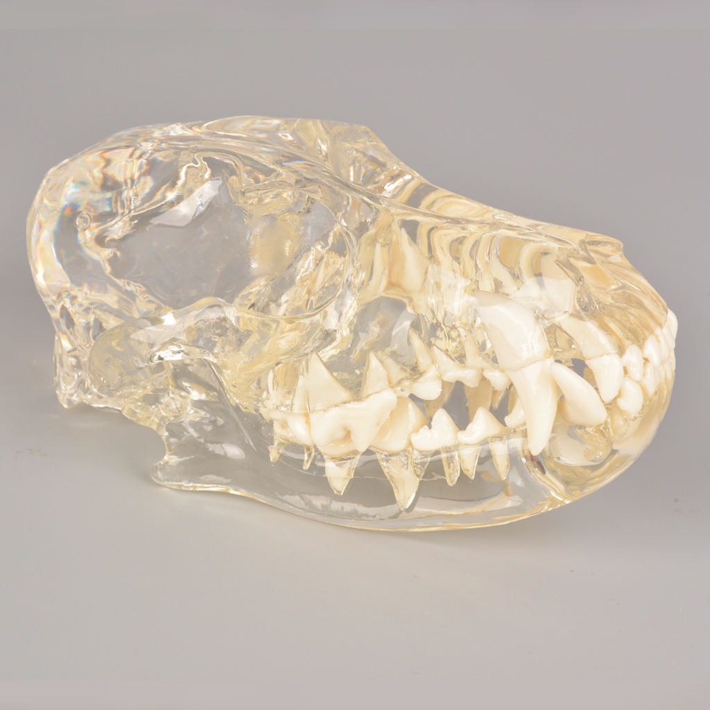 Canine Teeth Model with Jaw and Skull Dog Teeth Model for Animal Study ...