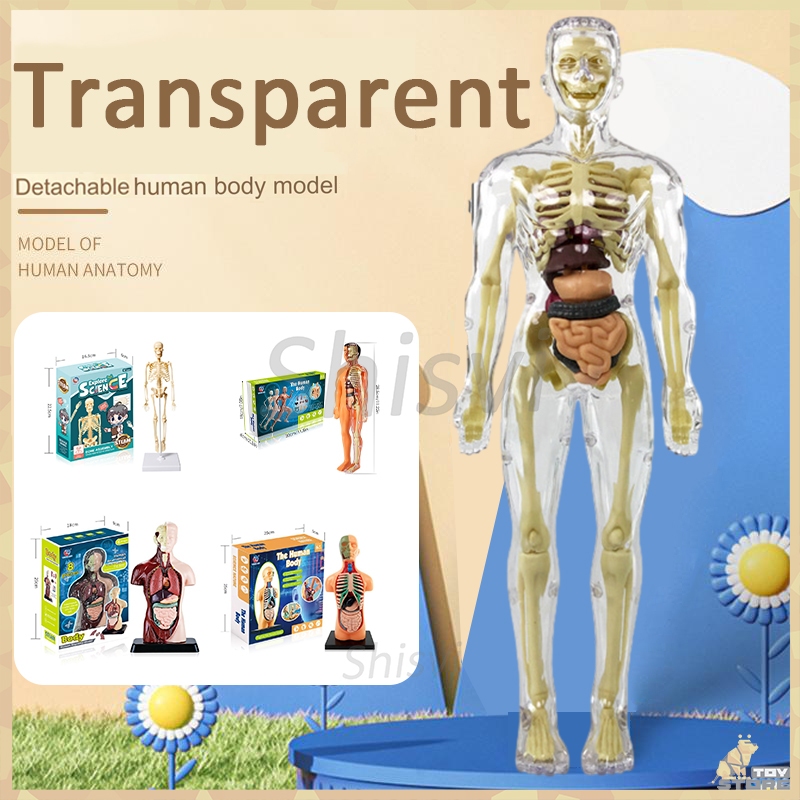 Transparent Human Body Model Torso Anatomy Figure Posable Model Human ...
