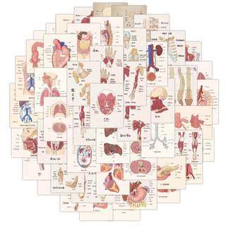 [Large Stickers]50Pcs Human Body Organ Stickers Waterproof Sticker ...