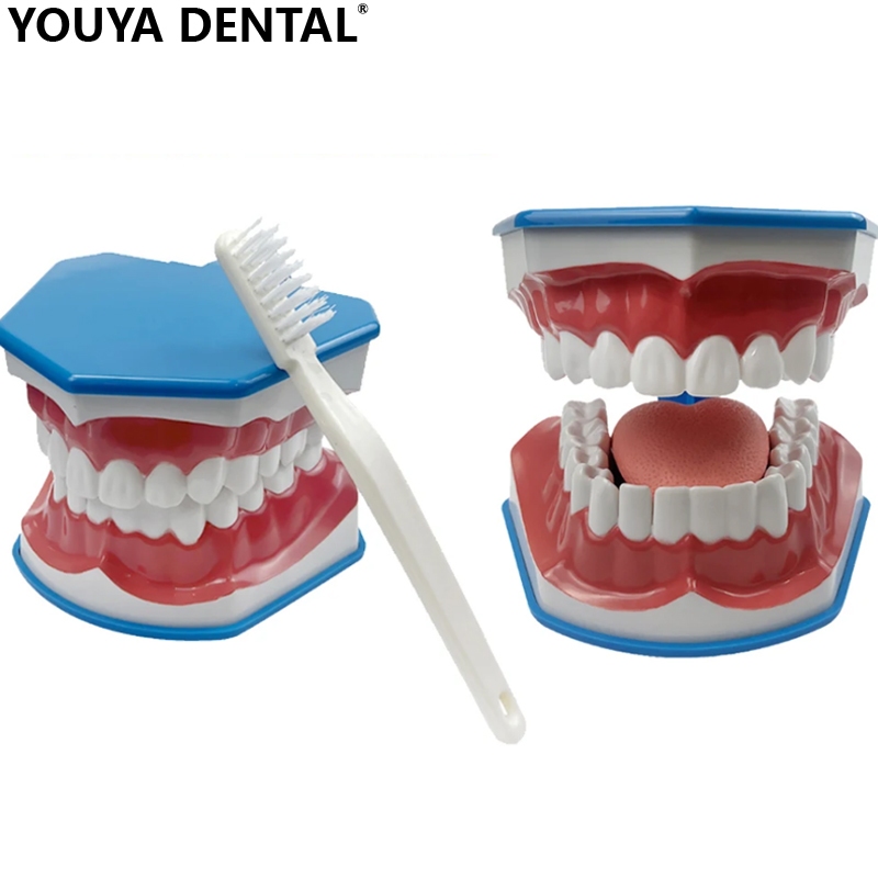 Standard Dental Teaching Teeth Model Study On The Structure Of Oral ...