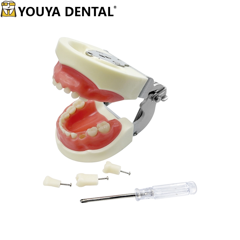 Dental Teaching Model Child Teeth Model Standard Typodont Resin Teeth ...
