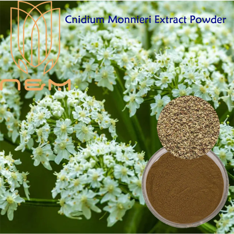 N&M/ Cnidium Monnieri Extract Powder/ Relieve itching and eczema ...