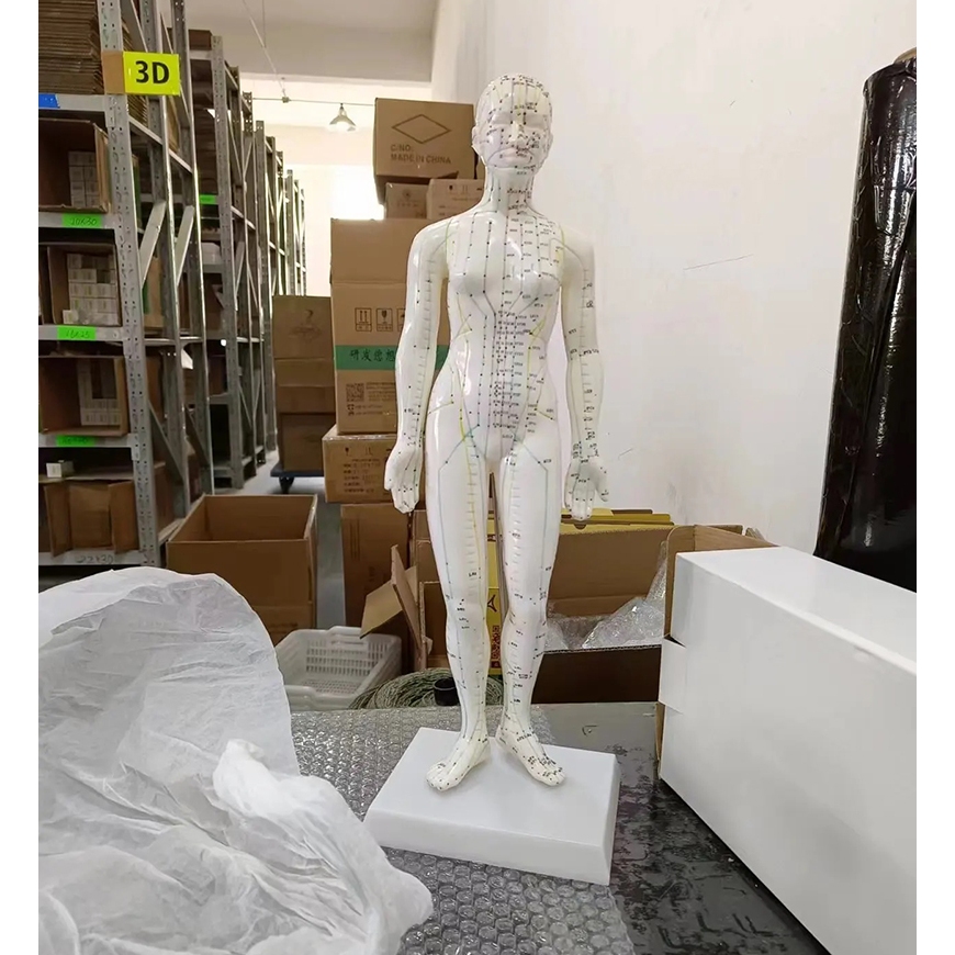 Acupuncture Model 48cm Female 50cm Male PVC Human Body Acupuncture ...