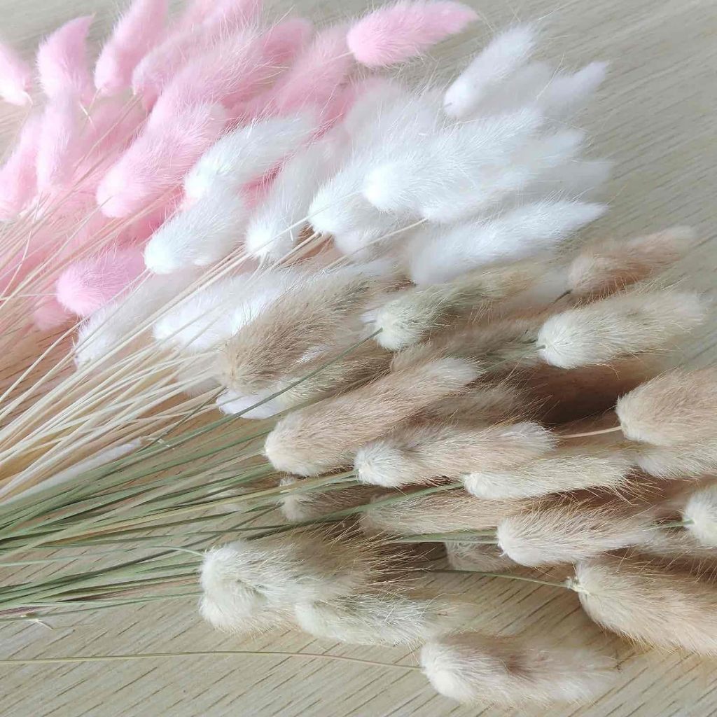 Natural Dried Bunny Tail Grass -60 Stems Rabbit Tail Grass, Lagurus ...