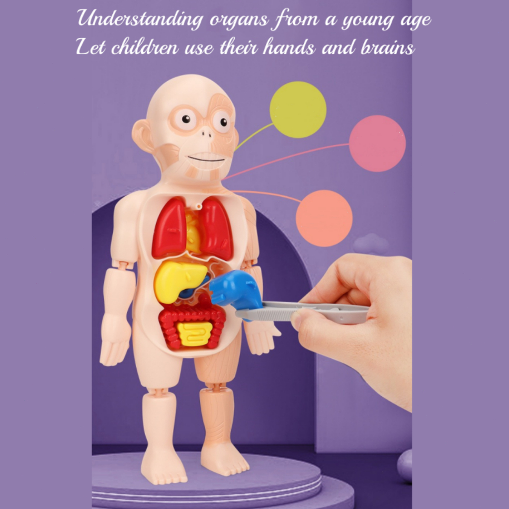 Human Anatomy Toy Human Anatomy Puzzle Kid 3D Model Toys Montessori ...