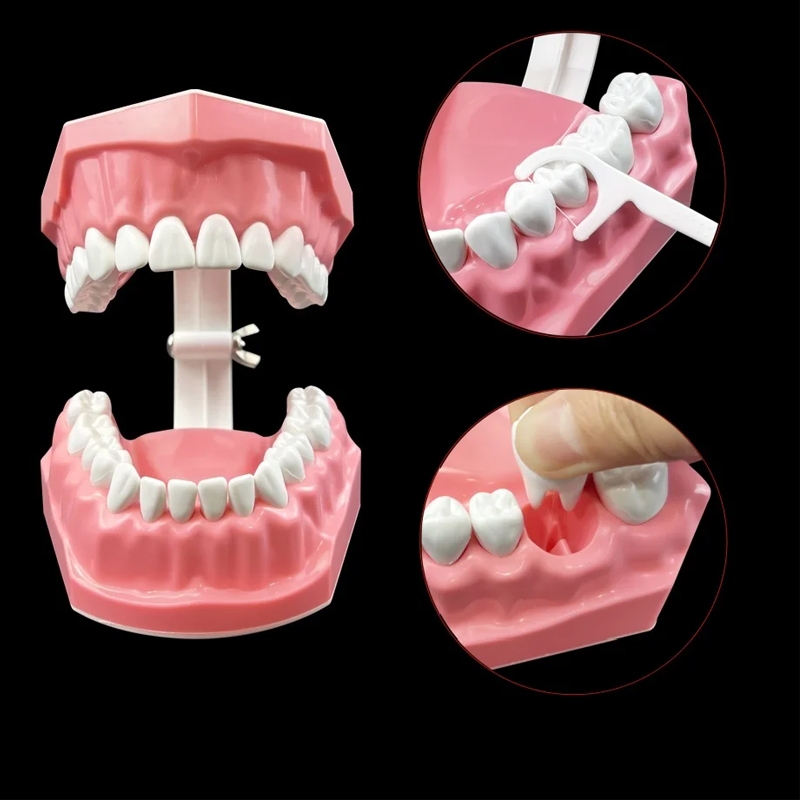 Dental Model Teeth Teaching Model For Dentist Dental Students Studying ...
