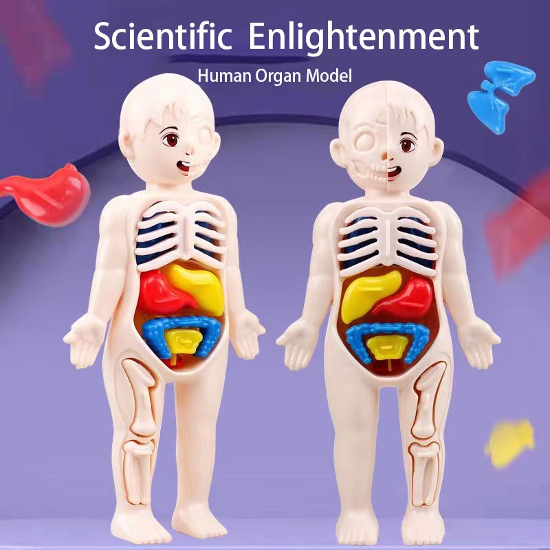 Human Anatomy Toy Human Anatomy Puzzle Kid 3D Model Toys Montessori ...