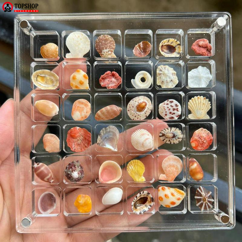 36/64/100 Grid Acrylic Shell Storage Box Conch And Micro-Shell Specimen ...