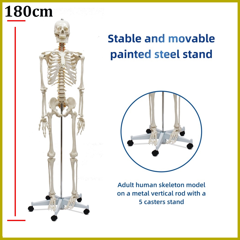 Timiben 180cm Human Skeleton Model Life Size Heavy Duty Clear Bone ...