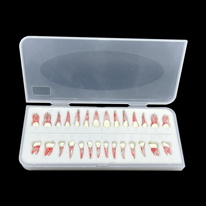 7008 Dentistry RCT Pulp Cavity Training Practice Teaching Endodontic ...