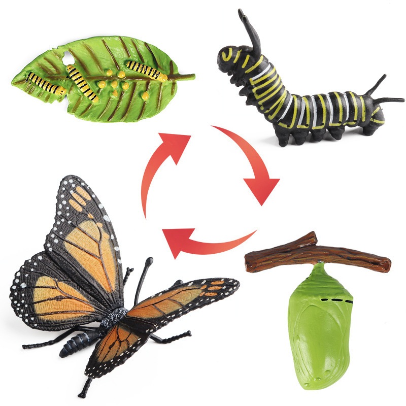 Simulation Emperor Butterfly Growth Cycle Children Cognitive Toy Set ...