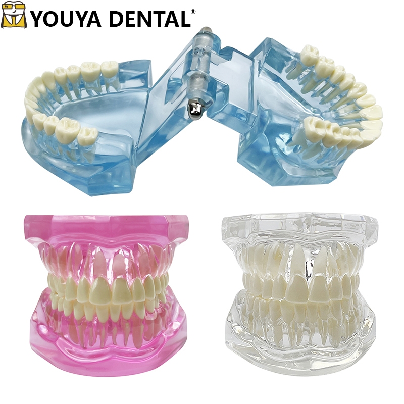 Standard Teeth Typodont Jaw Model Teaching Study Demonstration Tools ...