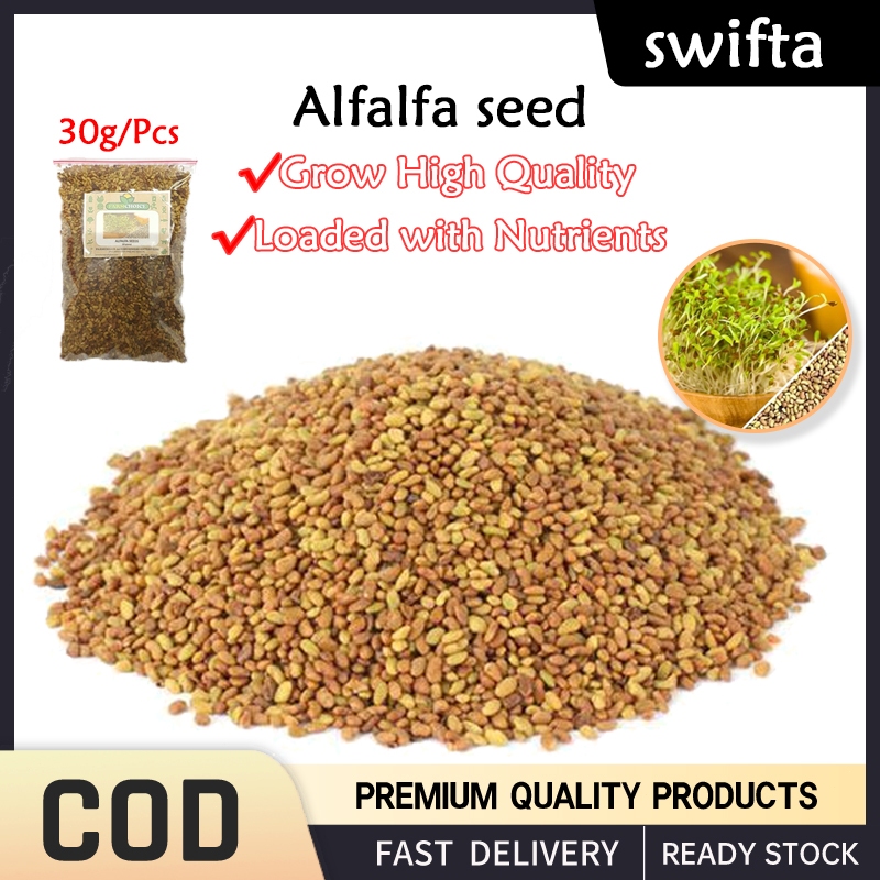 30g Alfalfa seeds High Germination Rate High protein Organic seed for ...